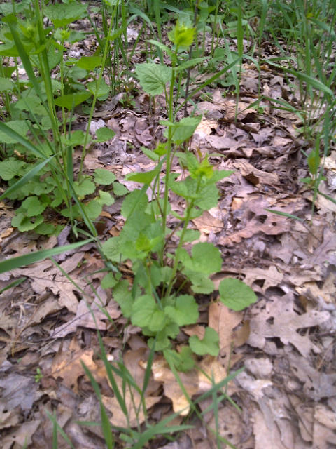 Garlic Mustard Weed – Huron Woods Community Association