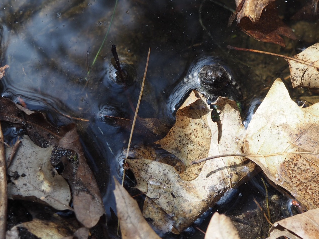 Turtles Released – Huron Woods Community Association
