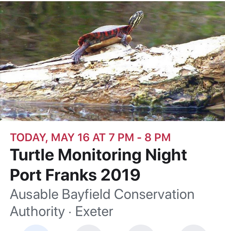 Turtle Monitoring Night! – Huron Woods Community Association