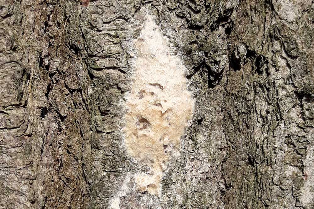 Gypsy Moth – Huron Woods Community Association